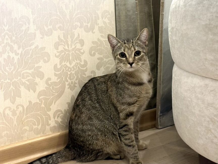 Котенок 6 месяцев