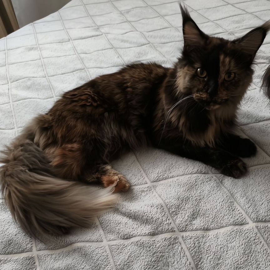 Мейн-кун, взрослая кошка