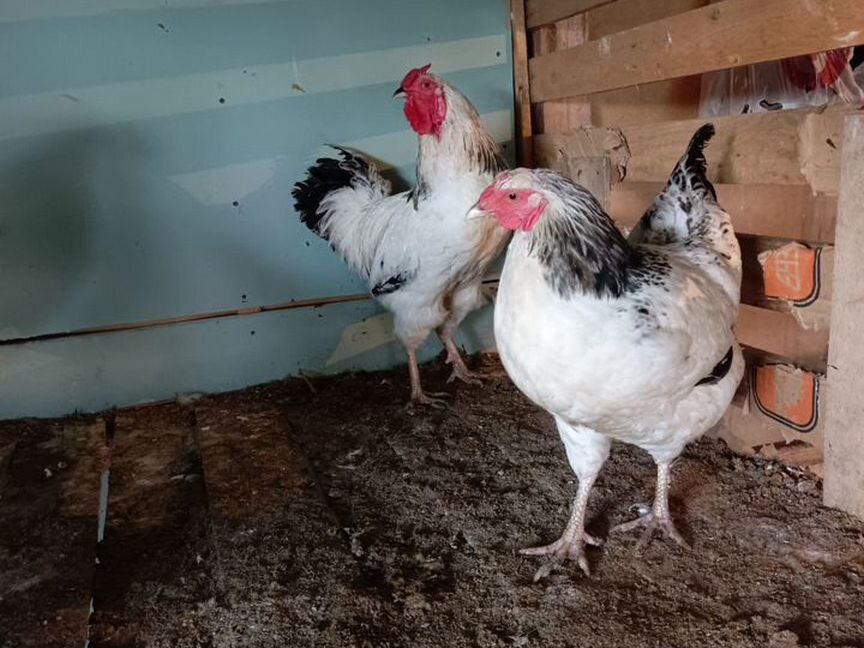 Куры и петух