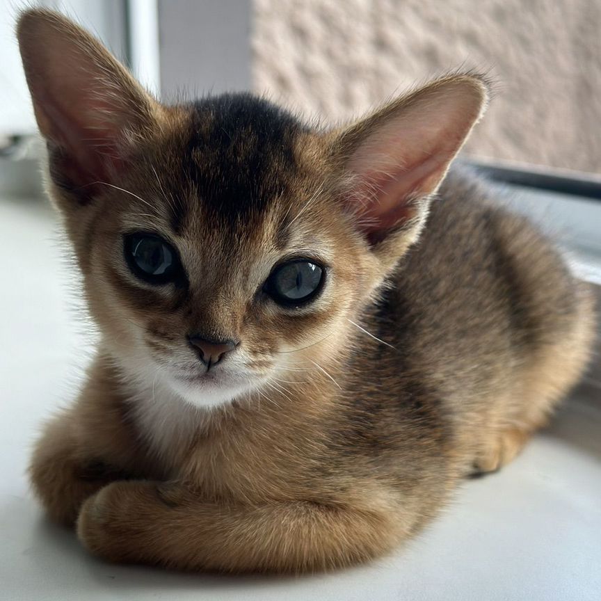 Абиссинский котёнок