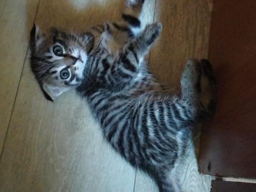 Котенок девочка