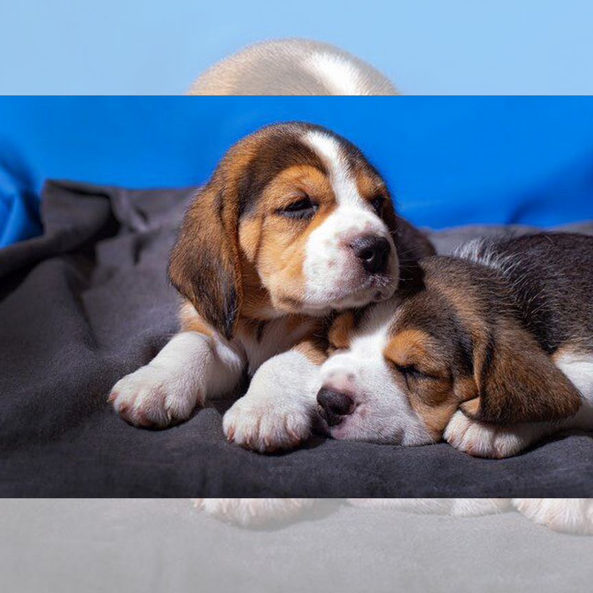 Бигль, щенок