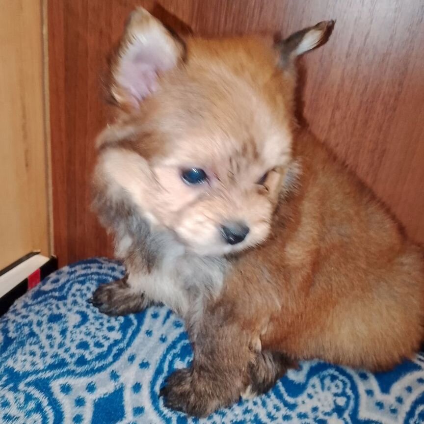 Немецкий шпиц, щенок