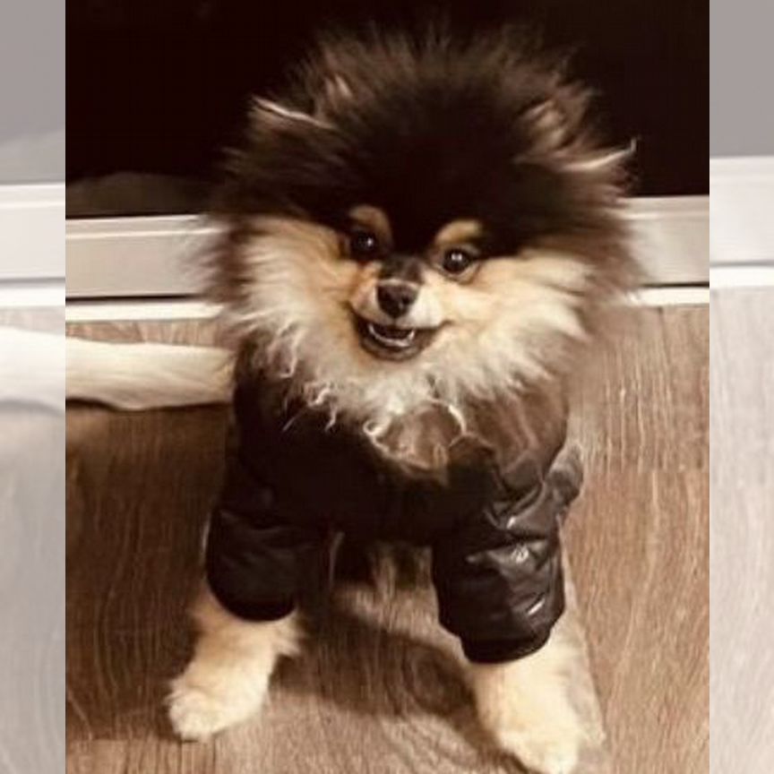 Зимний комбинезон для маленькой собаки