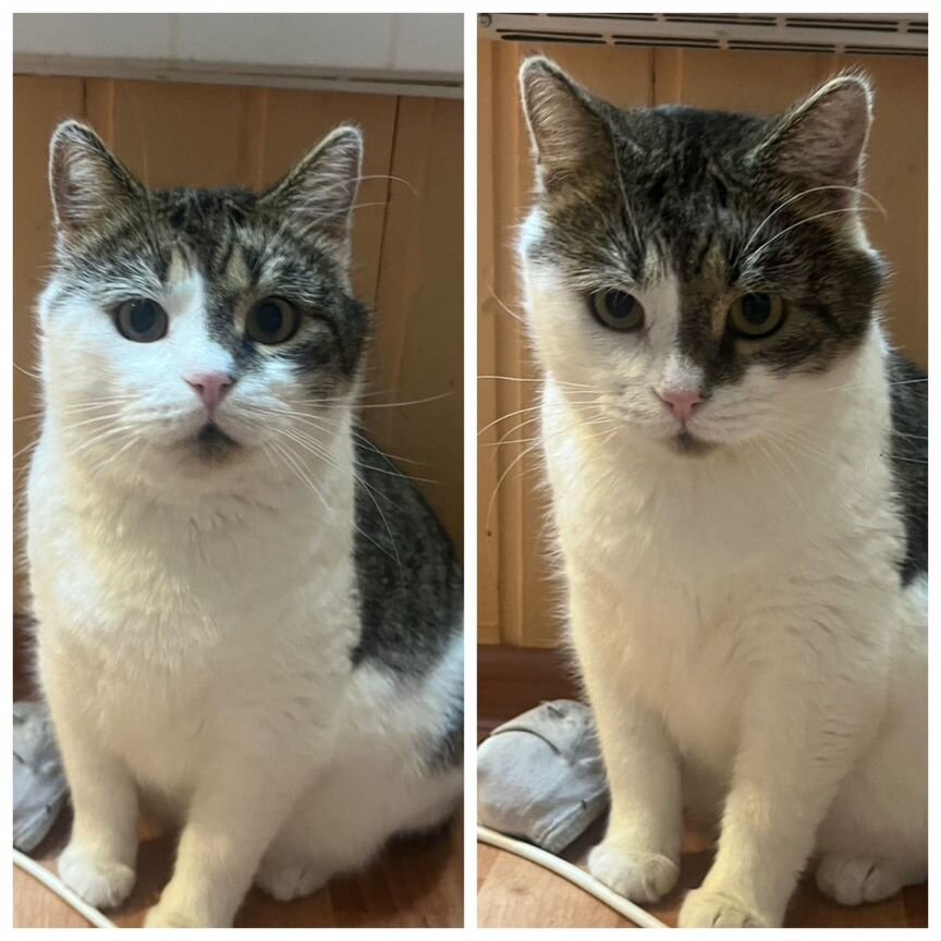 Пончик в добрые ручки