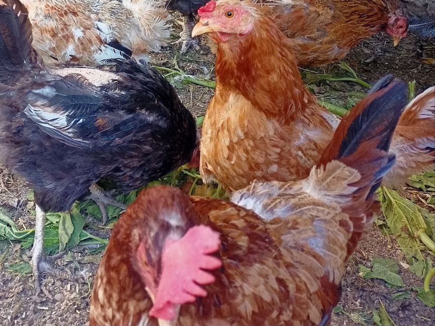 Куры несушки