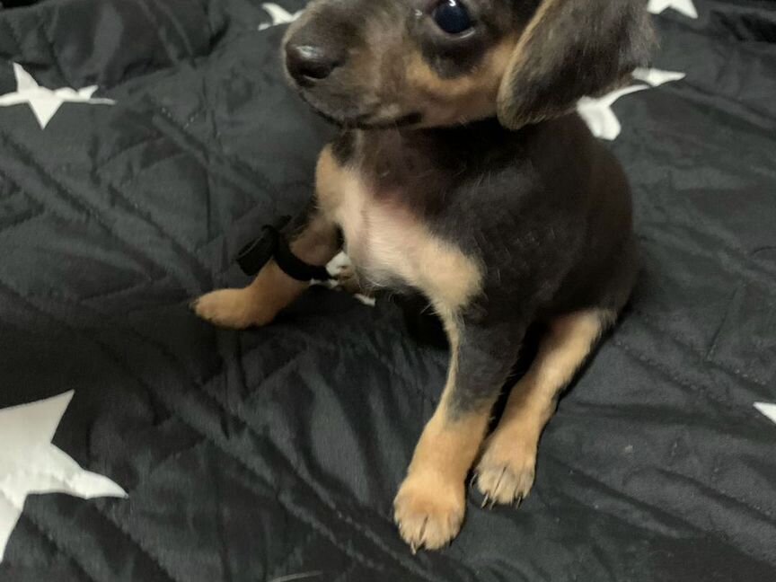 Продам мини тойчиков