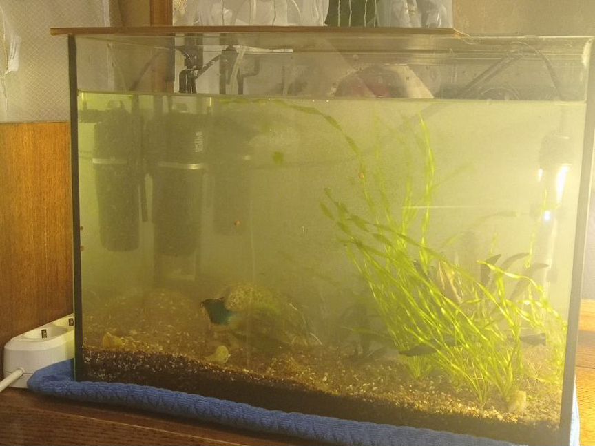 Аквариум с рыбкой, фильмом и нагревателем