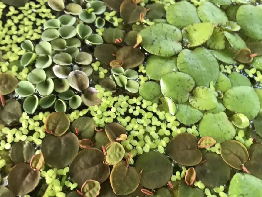 Филлантус и другие растения