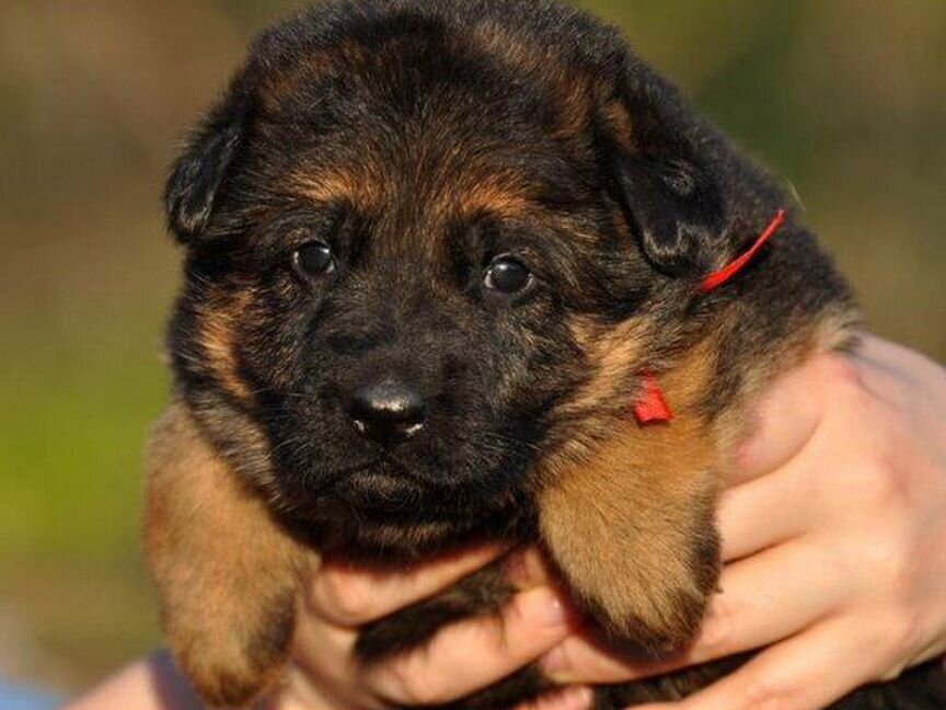 Щенки немецкой овчарки. Классика породы