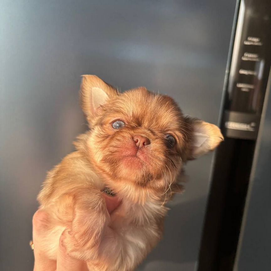 Эфектная малышка чихуахуа