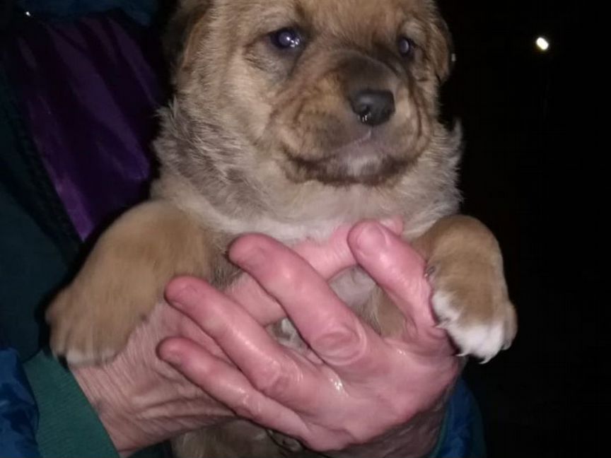 Щеночки(бронь)