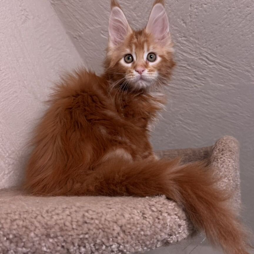 Мейн-кун котёнок