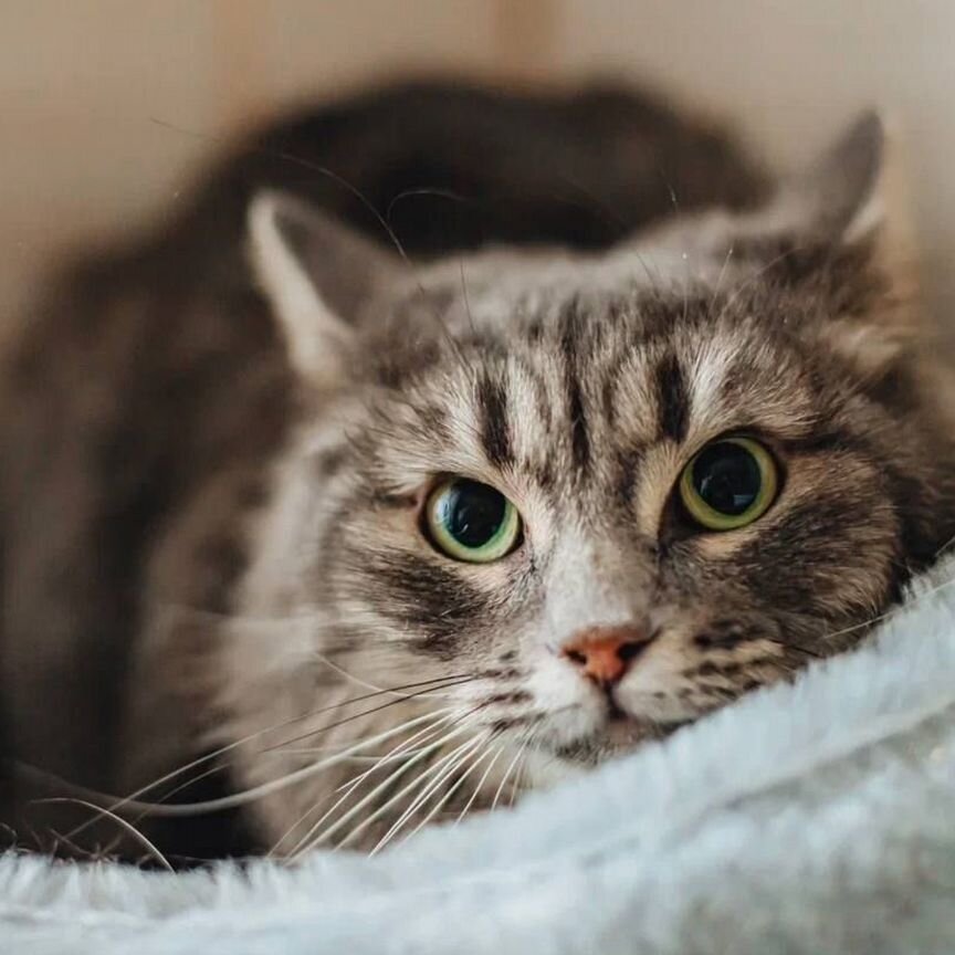 Взрослая, кошка в добрые руки