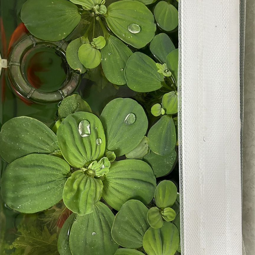 Пистия гигантская, криптокорина, улитки катушки