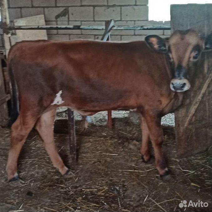 Бычок 3,5 месяца
