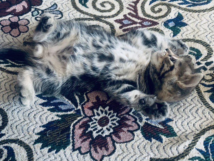 Британская мраморная