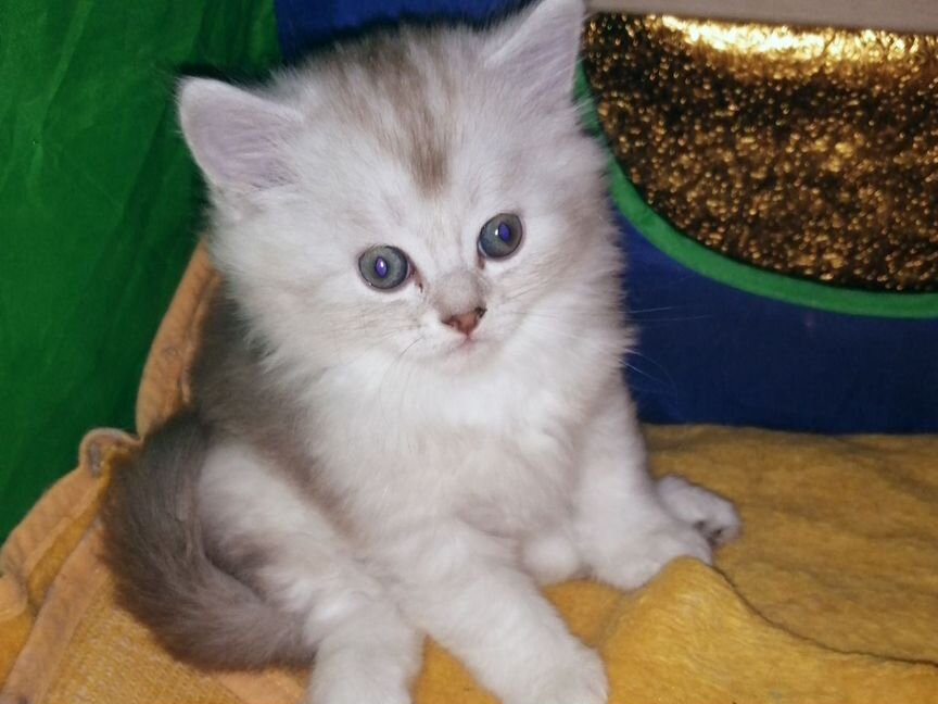Шотландские котята