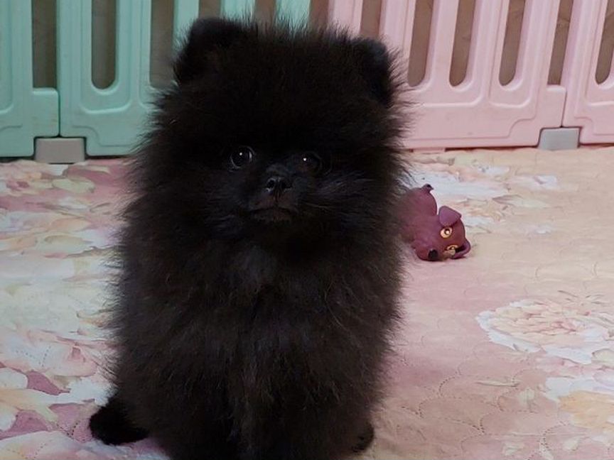 Черный мишка пом от цветных родителей