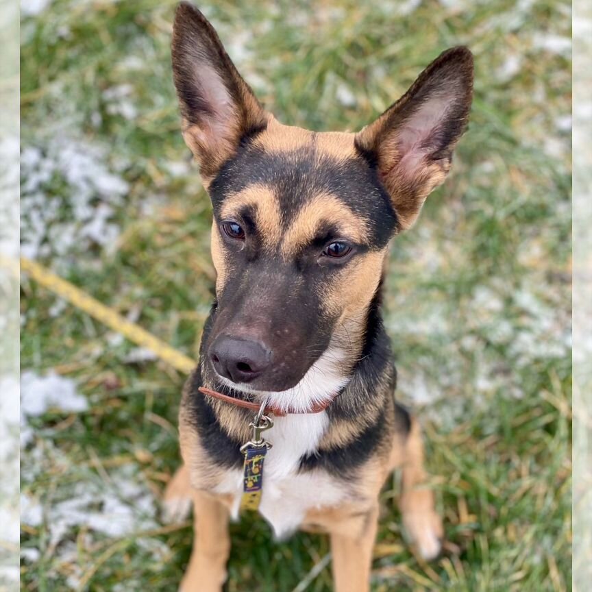 Щенок в добрые руки