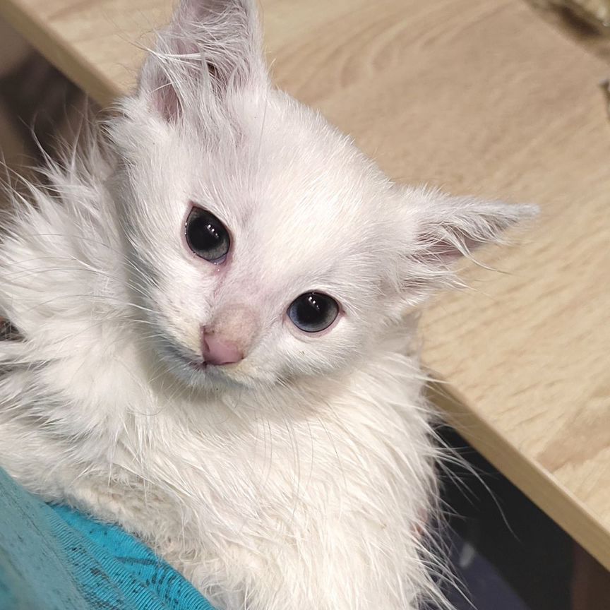 Домус котята