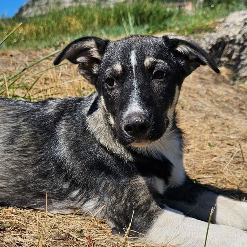 Стерильная Хася подросток в дар
