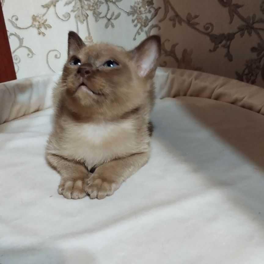 Котята европейской бурмы