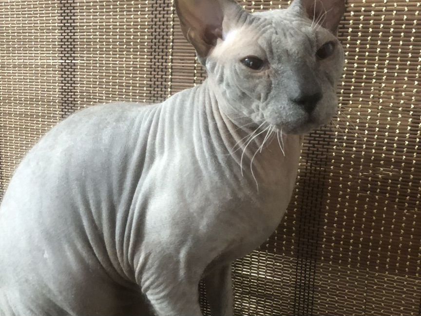 Донской сфинкс