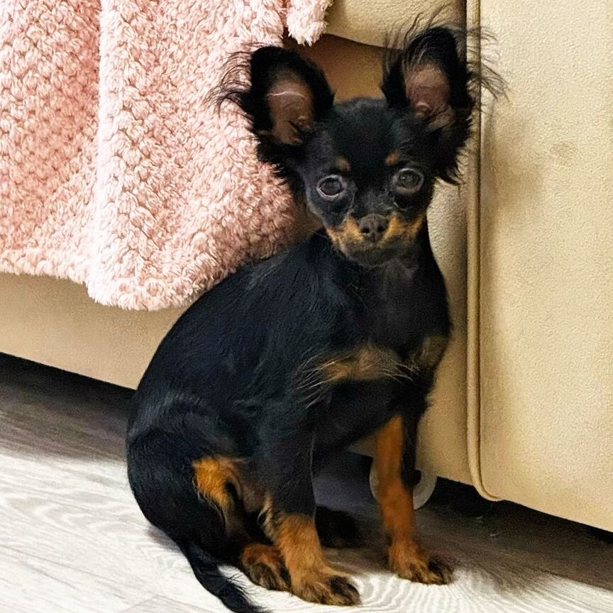 Русский той-терьер, щенок