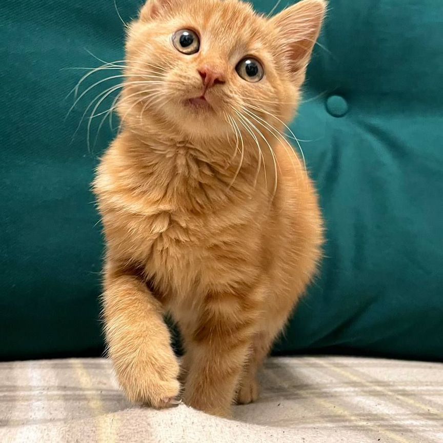 Рыжий котенок в добрые руки 1 месяц