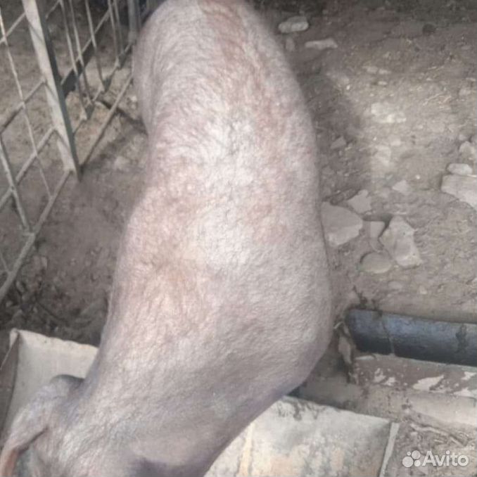 Хряк породы Дюрок