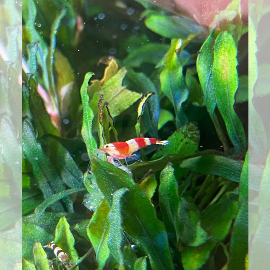 Креветки кристалл красный