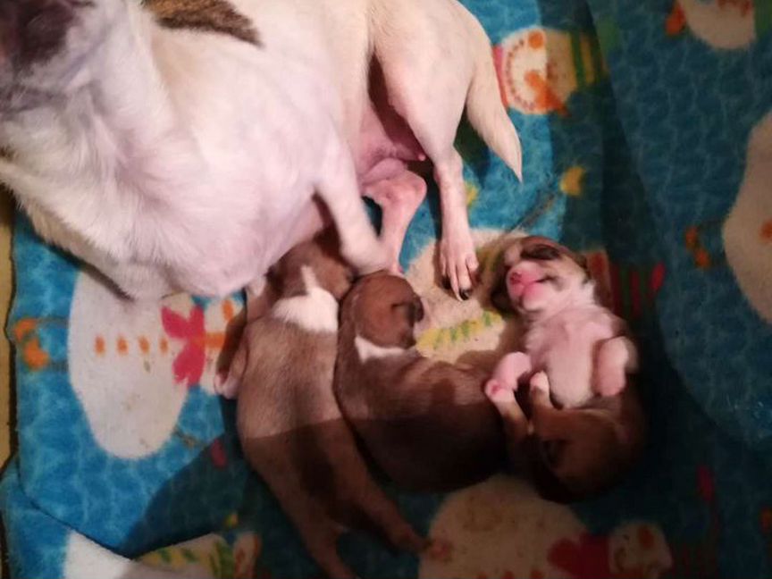 Супер мини чихи бронь