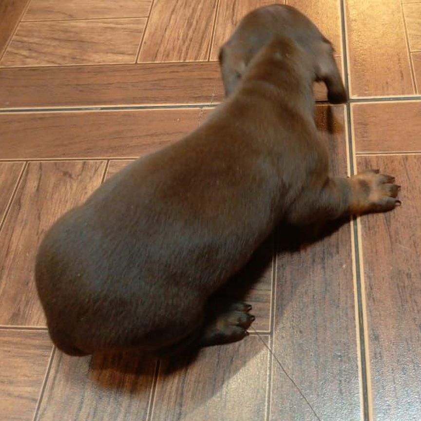 Щенки таксы