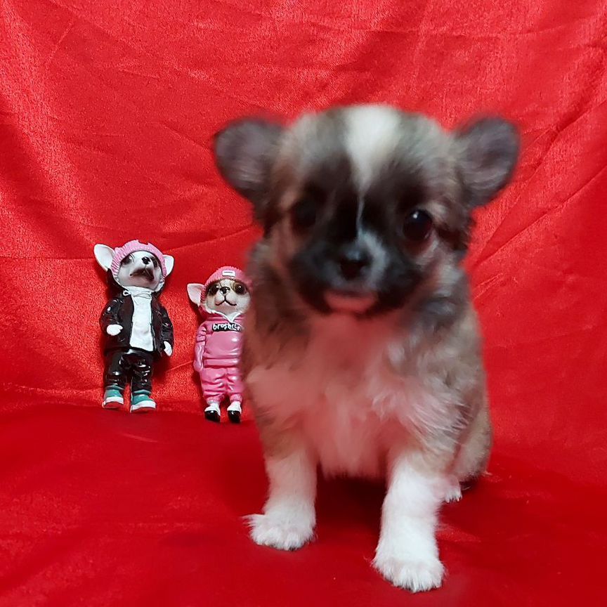 Щенки чихуахуа длинношерстные РКФ