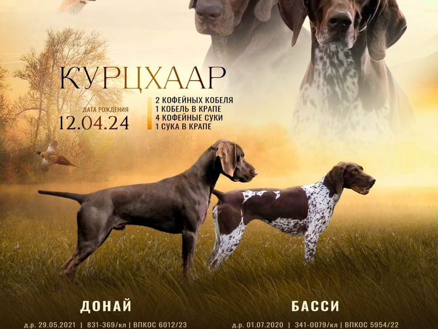 Щенки курцхаара