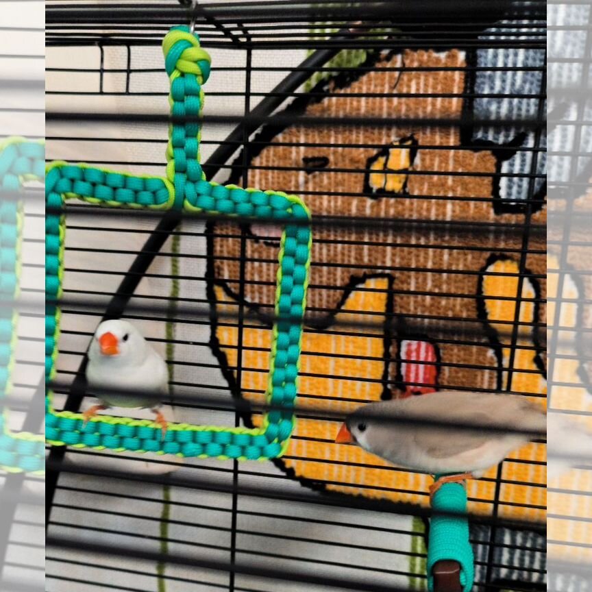 Зебровые амадины