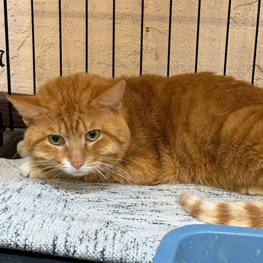 Кот Роджер ищет дом