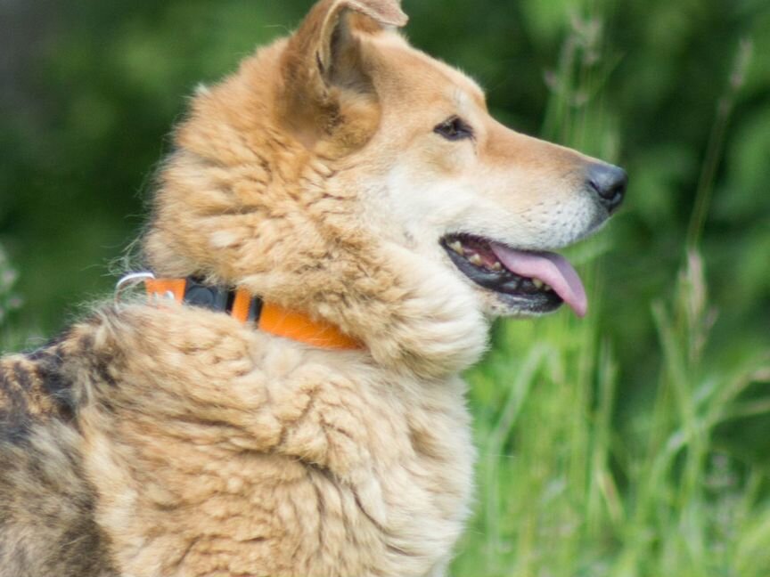 Мишка ищет дом