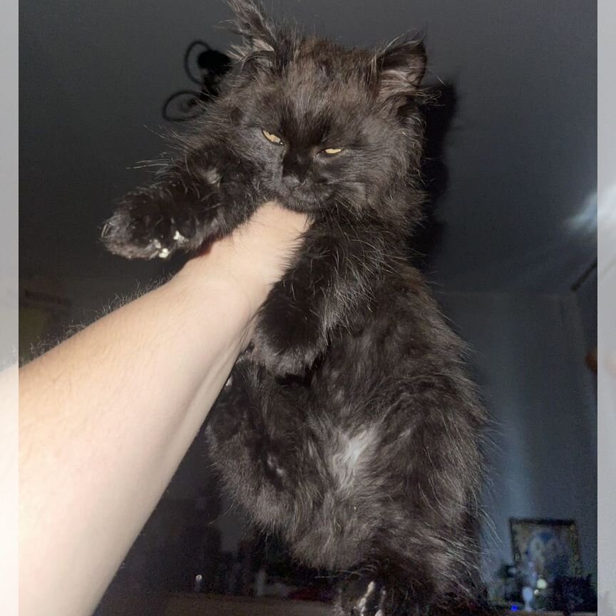 Сибирский кот