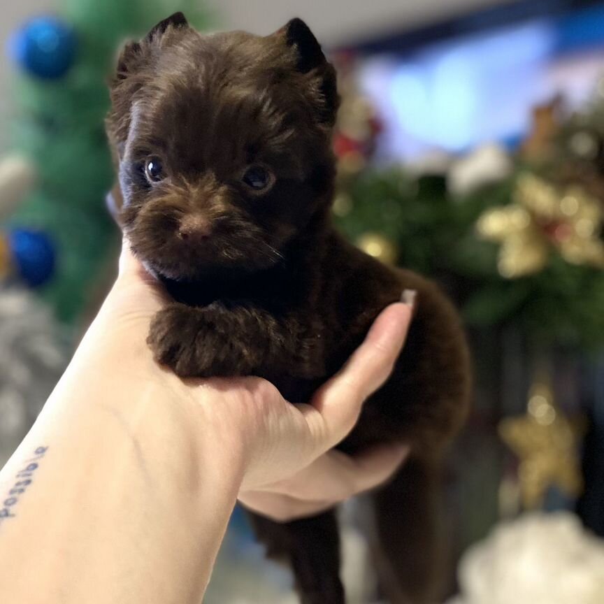 Йоркширский терьер, щенок