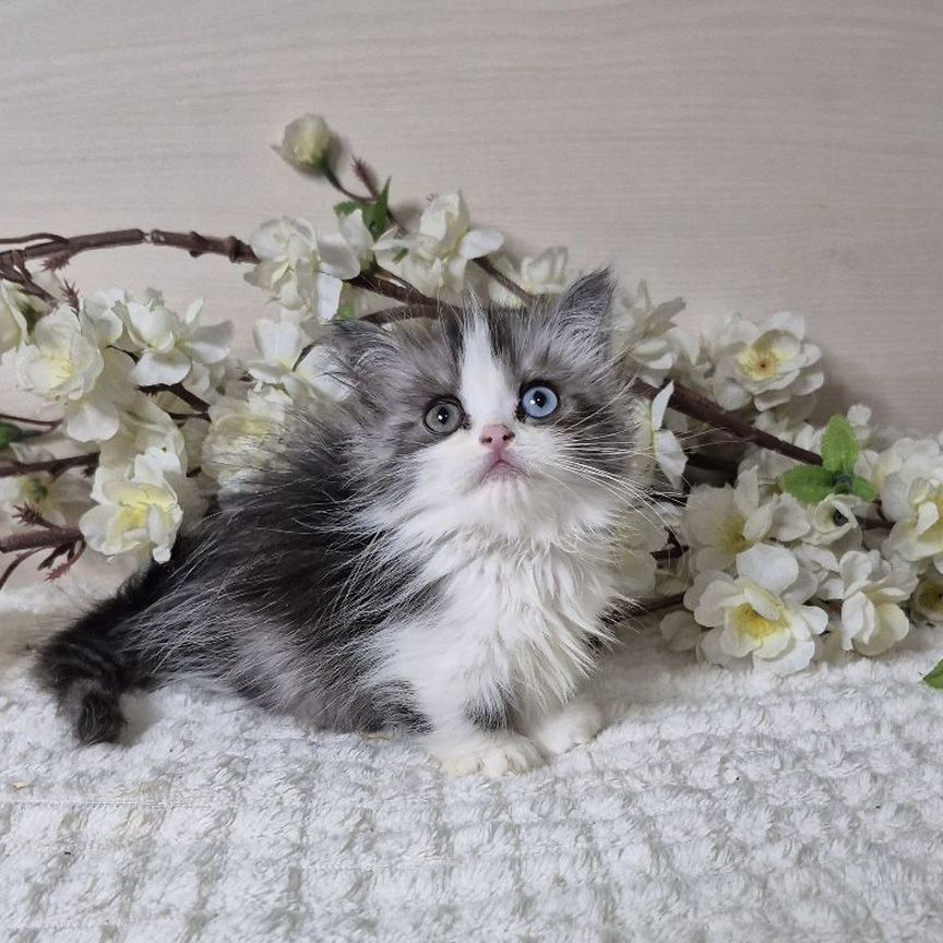 Манчкин котёнок