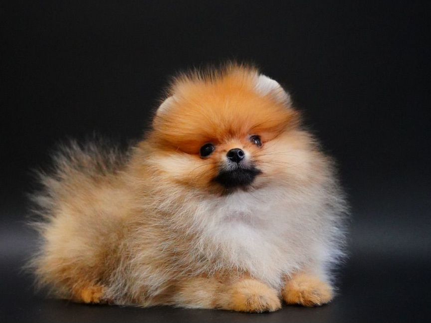 Помераночка крошка на ладошке