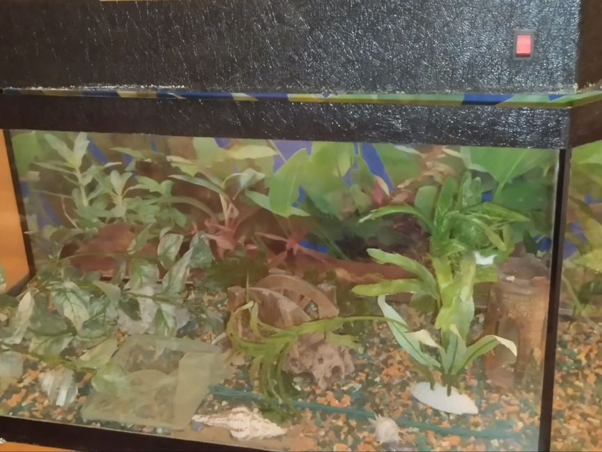Аквариум 100 литров с деккорациями