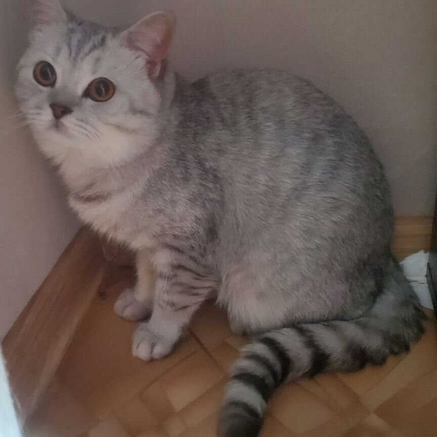 Британский короткошёрстный, взрослый кот