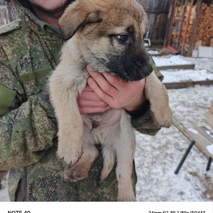 Щенок в добрые руки бесплатно