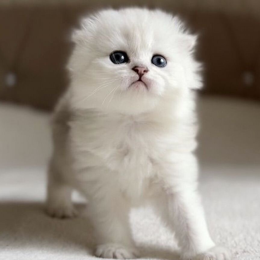 Шотландский вислоухий длинношёрстный котёнок