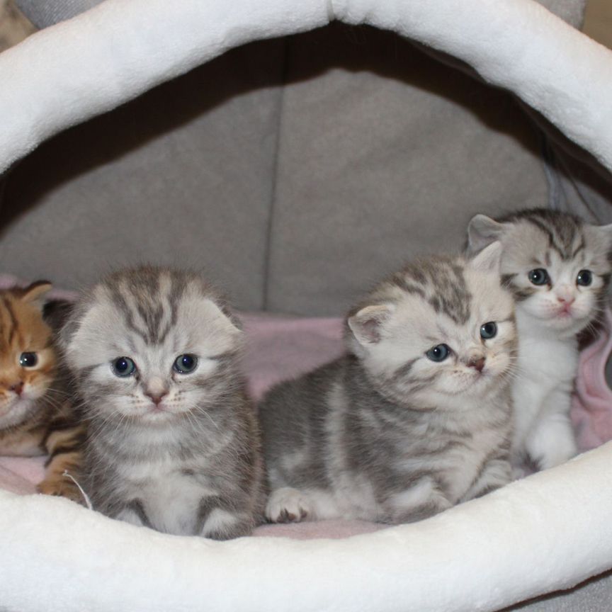 Шотландские красавцы