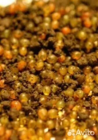 Коконы червей дендробена