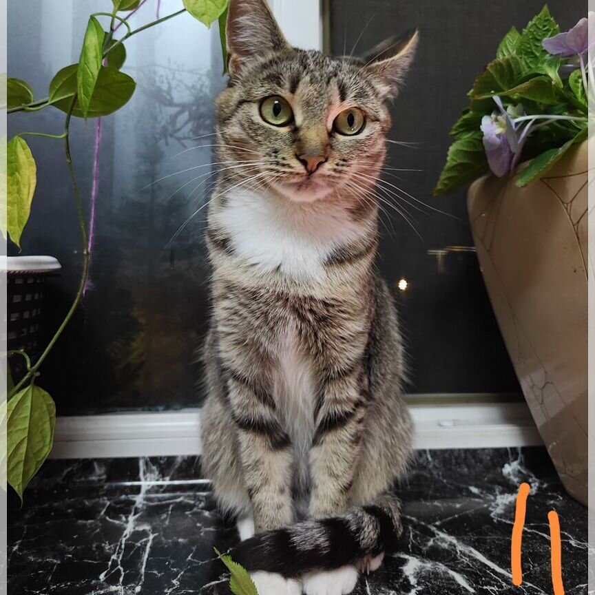 Взрослая кошка в добрые руки